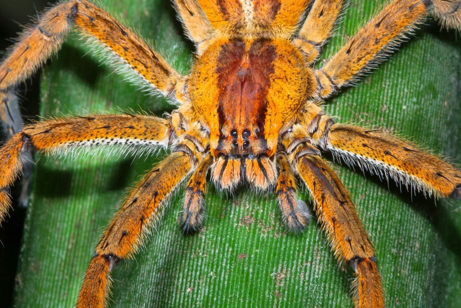 are armed spiders Is it poisonous? - Spider Pedia