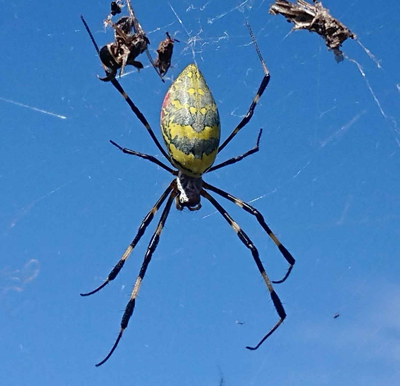 Is a Trichonephila Clavata poisonous?Can Joro spiders hurt you ...
