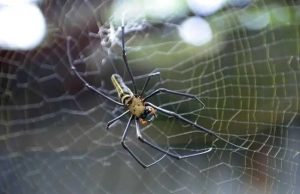 spider scientific name genus and species - Spider Pedia