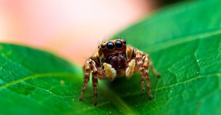 Unraveling how long do jumping spiders lifespan - Spider Pedia
