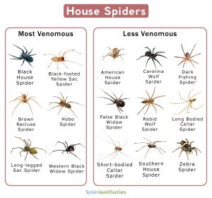 What should I do if the Common House Spider bites? - Spider Pedia