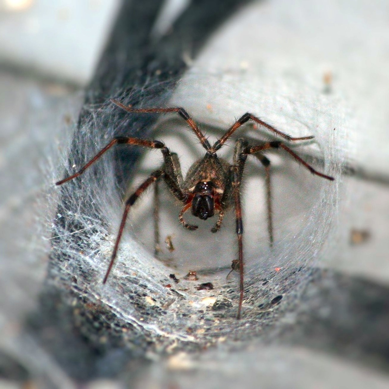 how to identify a funnel-web spider - Spider Pedia