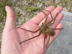 Are huntsman spiders aggressive - SpiderPedia