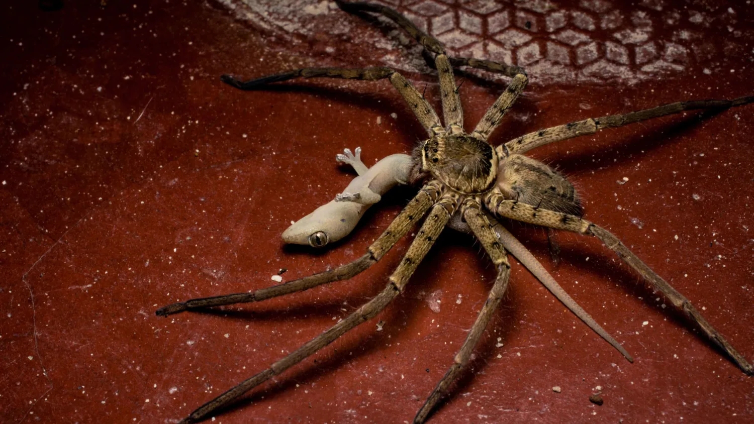 Are huntsman spiders aggressive - Spider Pedia