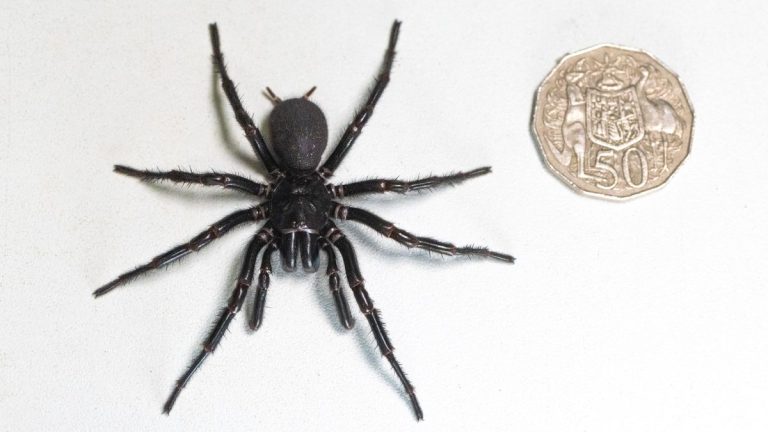 Australian funnel-web spider Facts & INFORMATION - SpiderPedia