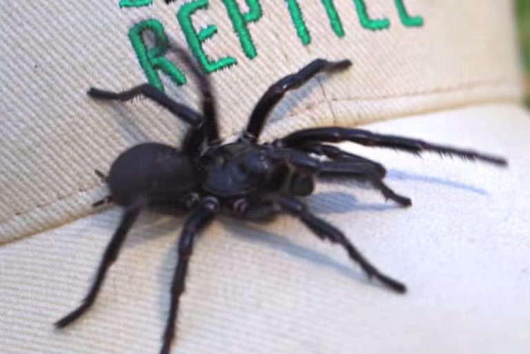 Australian funnel-web spider Facts & INFORMATION - Spider Pedia