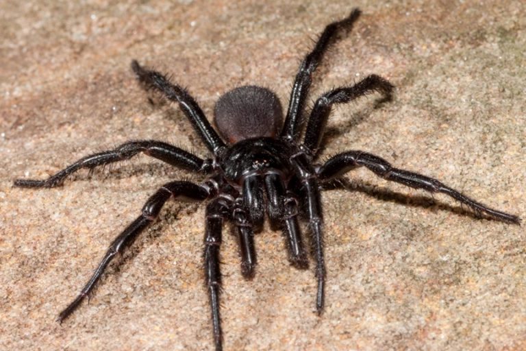 Australian funnel-web spider Facts & INFORMATION - SpiderPedia