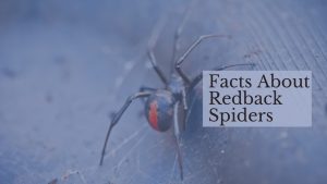Australian redback spider bite Facts - SpiderPedia