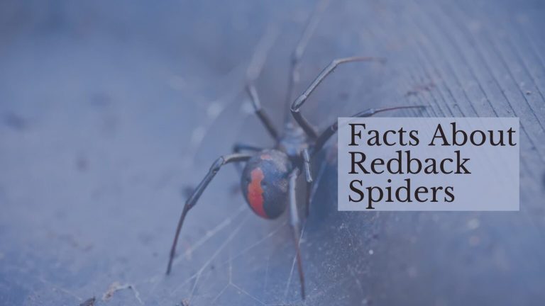 Australian redback spider bite Facts - SpiderPedia