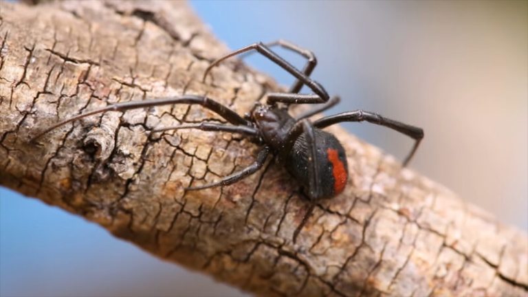 Australian redback spider bite Facts - SpiderPedia