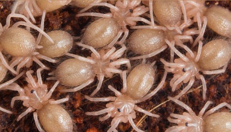 Australian Tarantula Pet Fact - Spider Pedia