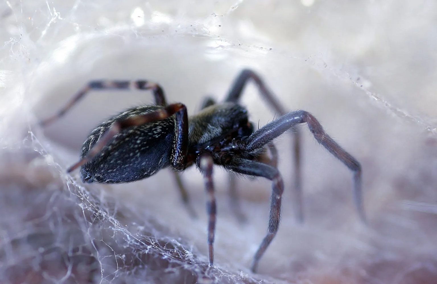 Black House Spider Facts:Bite Symptoms - Spider Pedia