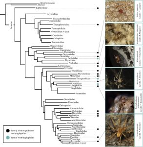 are cave spiders dangerous|poisonous? - SpiderPedia