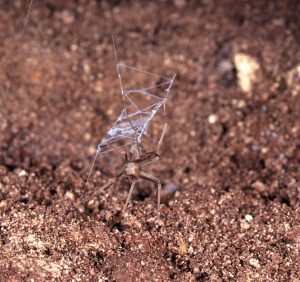 are cave spiders dangerous|poisonous? - SpiderPedia