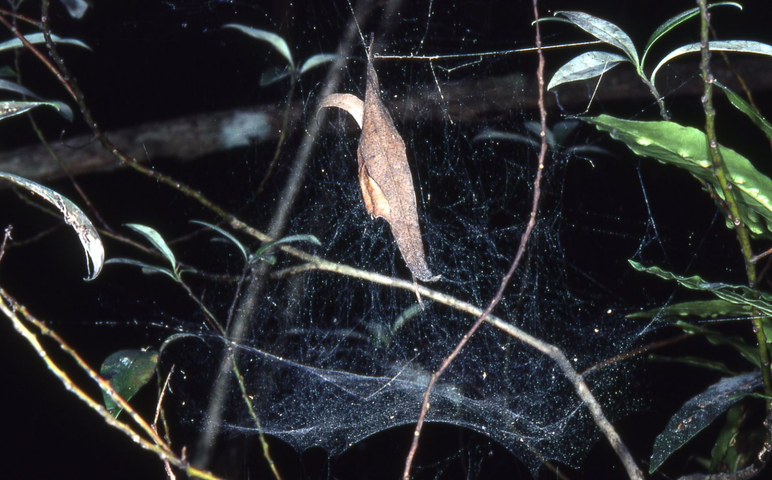 Comb-footed Platform Spider Fact - Spider Pedia