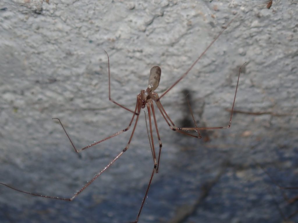 Daddy long legs Spider Fact - SpiderPedia