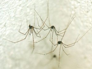 Daddy long legs Spider Fact - Spider Pedia