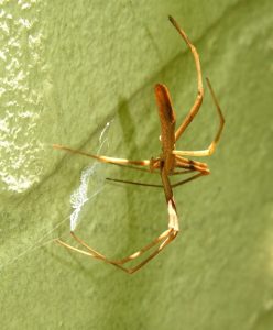 Deinopidae - Net-casting Spiders - Spider Pedia