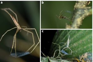 Deinopidae - Net-casting Spiders - SpiderPedia