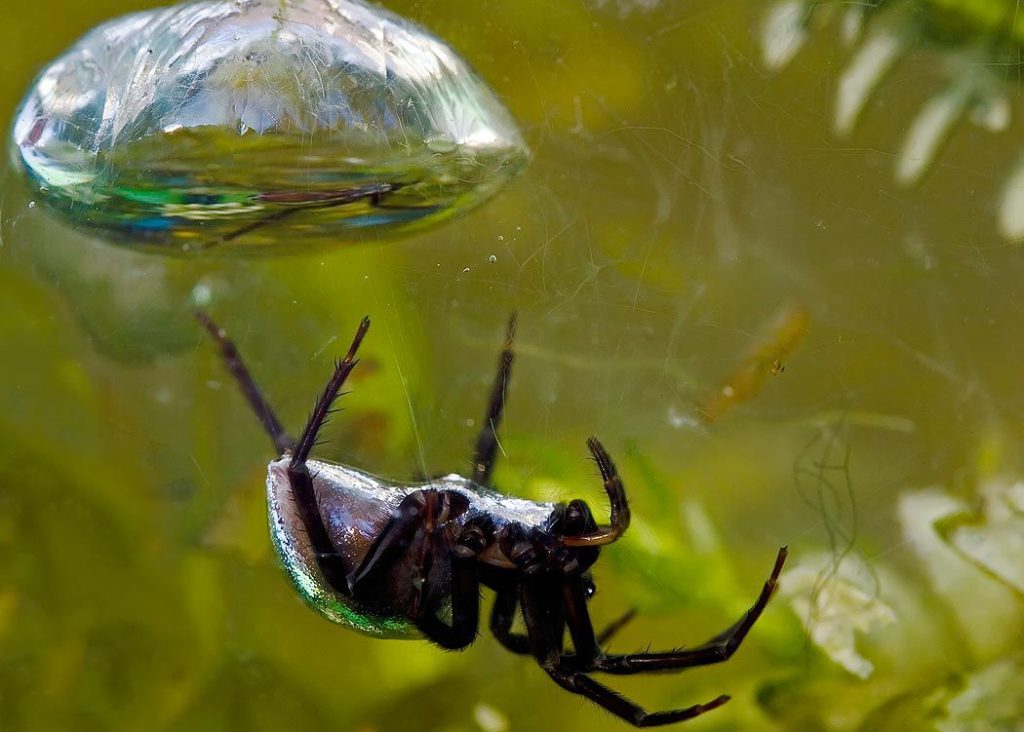 How does a diving bell spider make a bubble? - Spider Pedia
