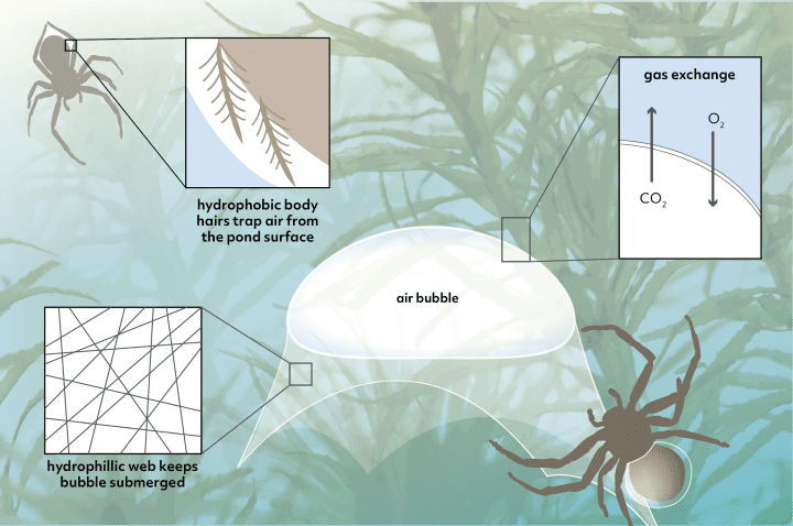 How Does A Diving Bell Spider Make A Bubble SpiderPedia