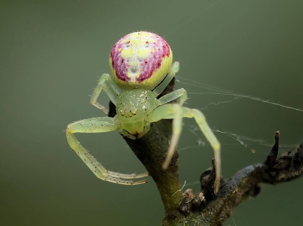 flower crab spider - SpiderPedia