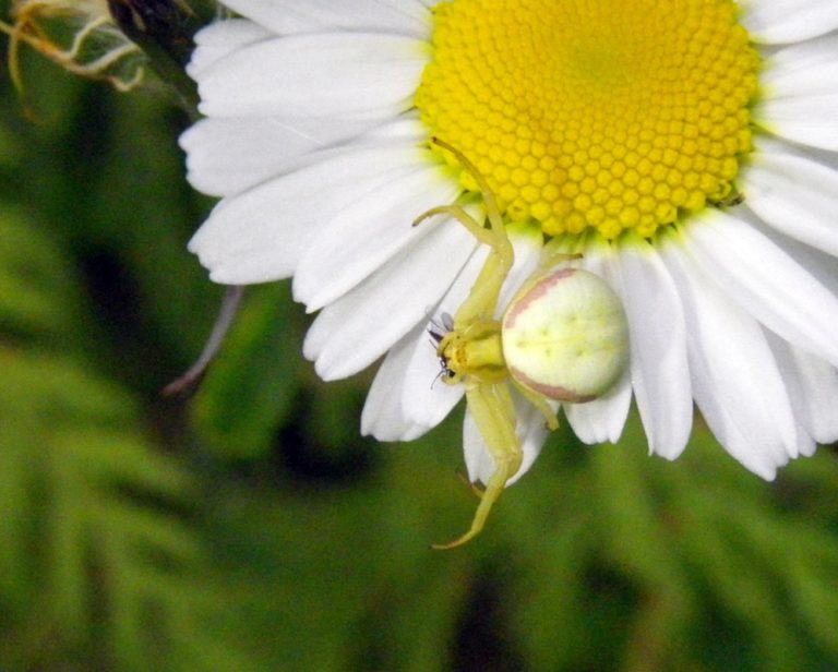 flower crab spider - Spider Pedia
