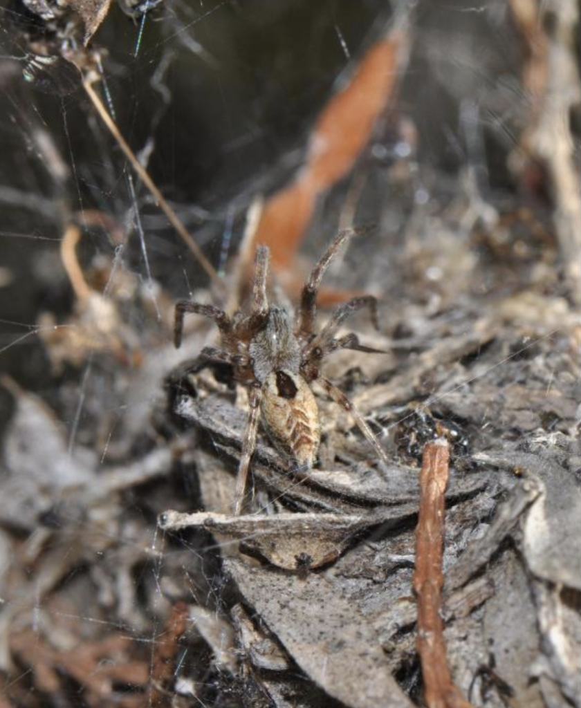 Foliage webbing spider - SpiderPedia