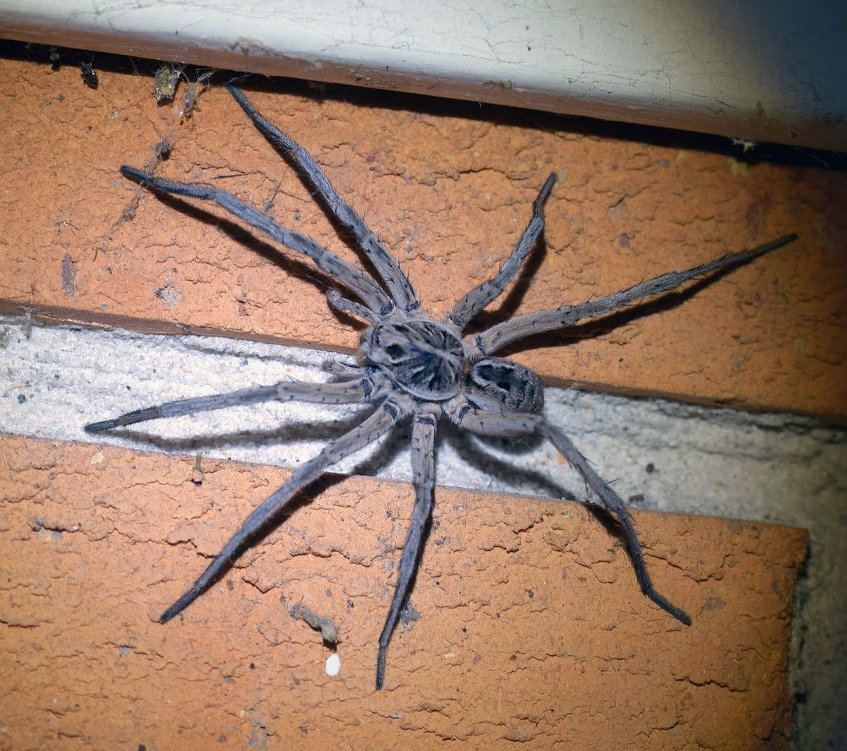 Garden Wolf Spider (Tasmanicosa godeffroyi) - Spider Pedia