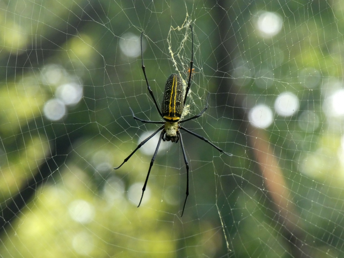 How to Identify a Golden Orb Weaver Spider: A Comprehensive Guide ...