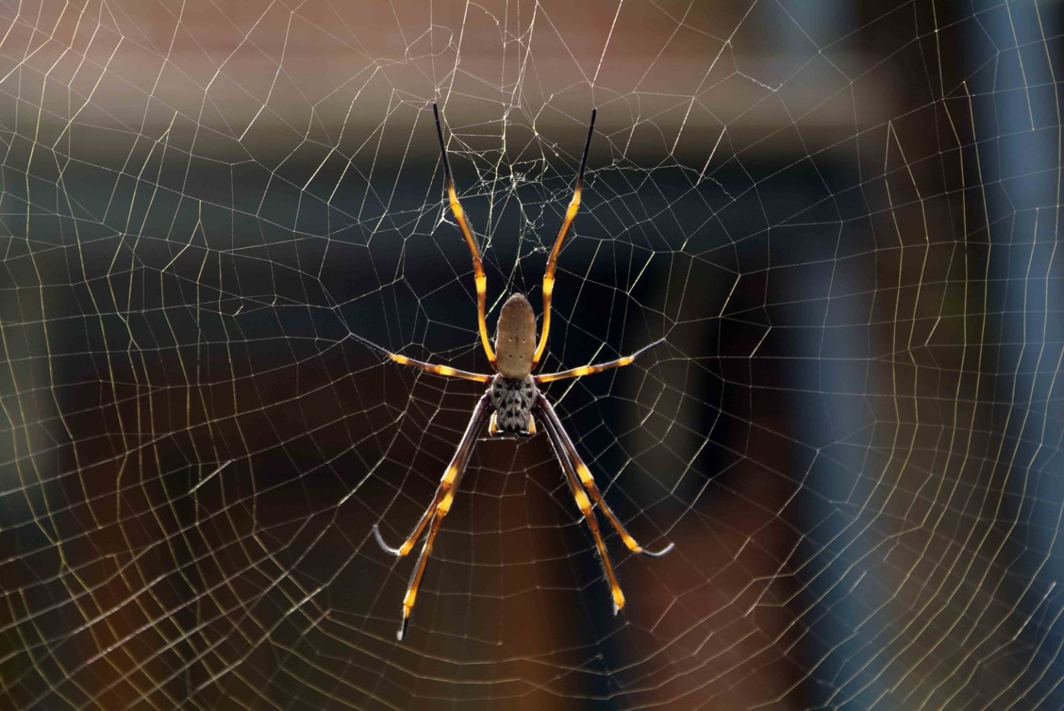 How to Identify a Golden Orb Weaver Spider: A Comprehensive Guide ...
