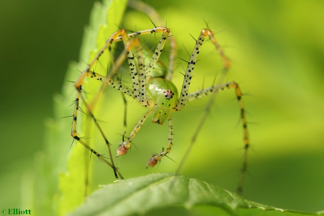 green lynx spider poisonous to humans & bite symptoms - SpiderPedia