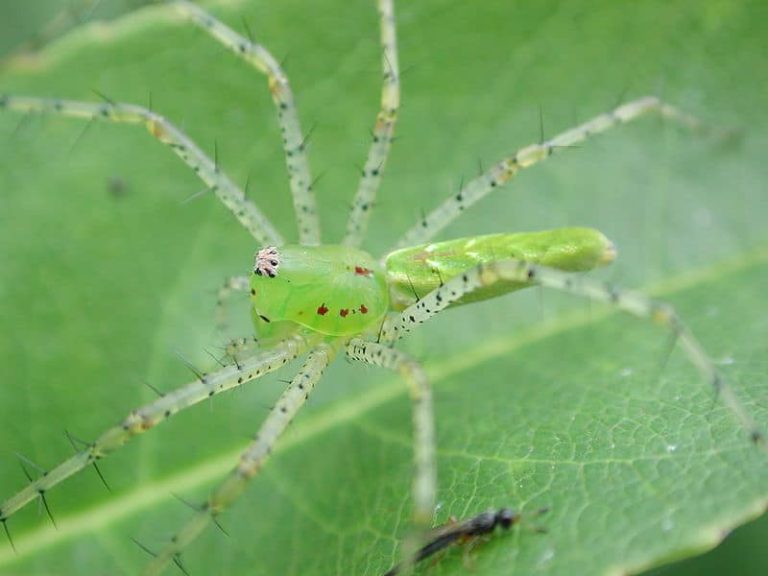 green lynx spider poisonous to humans & bite symptoms - Spider Pedia