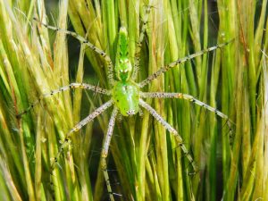 green lynx spider poisonous to humans & bite symptoms - SpiderPedia