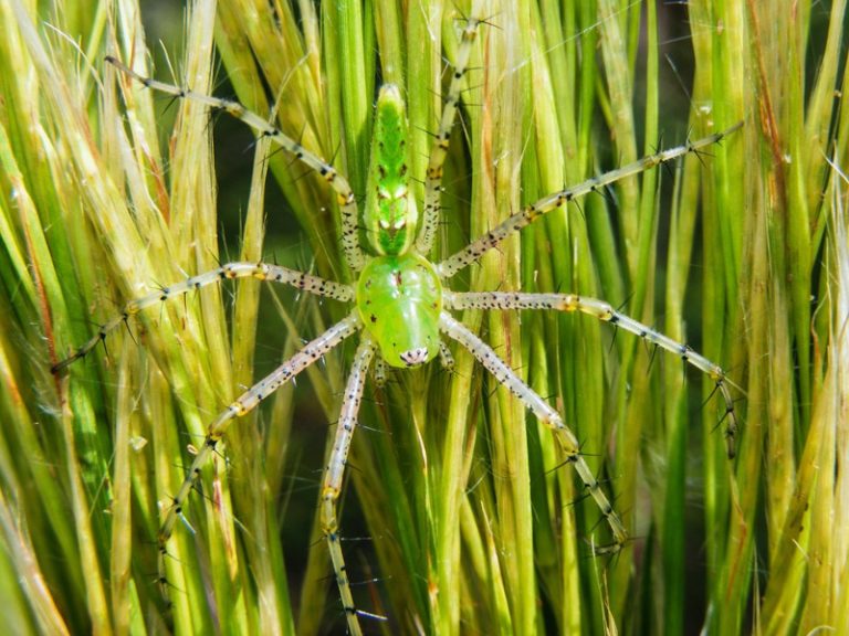 green lynx spider poisonous to humans & bite symptoms - SpiderPedia