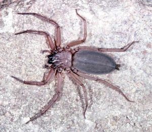 Ground Spiders: The Stealthy Night Predators - Spider Pedia