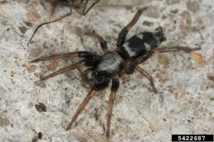 Ground Spiders: The Stealthy Night Predators - Spider Pedia