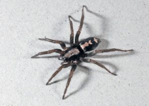 Ground Spiders: The Stealthy Night Predators - Spider Pedia