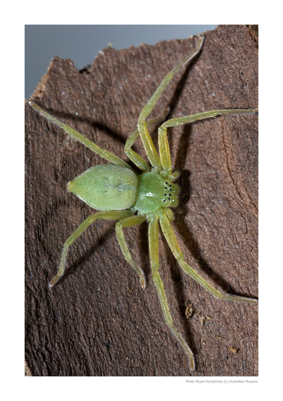 Surprising Facts: are huntsman spiders bite dangerous - SpiderPedia