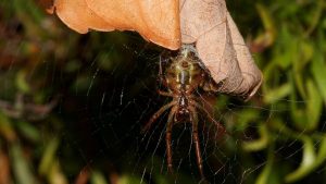 Leaf curling Spider (Phonognatha graeffei) - SpiderPedia