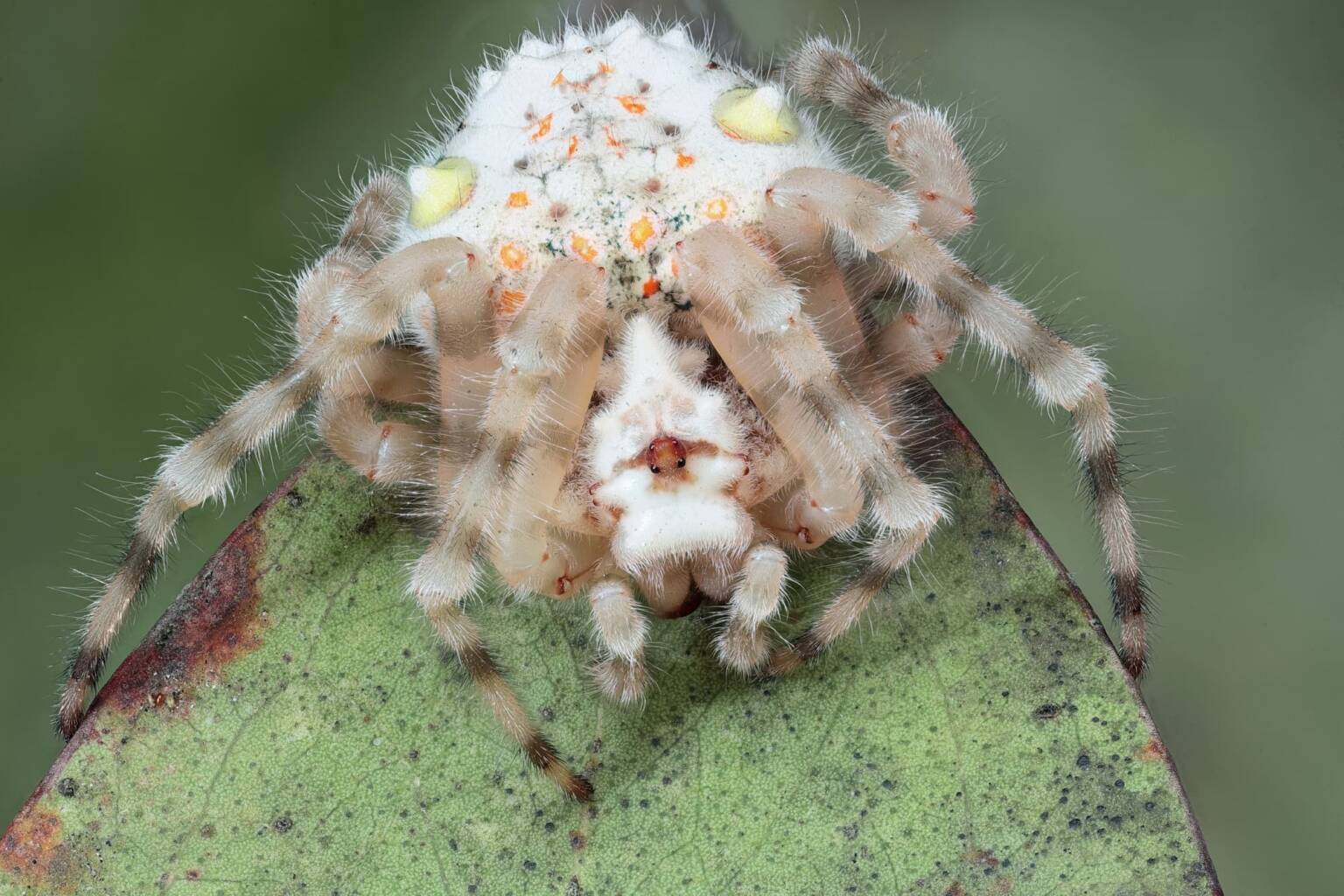 Magnificent Spider（Ordgarius magnificus） - Spider Pedia