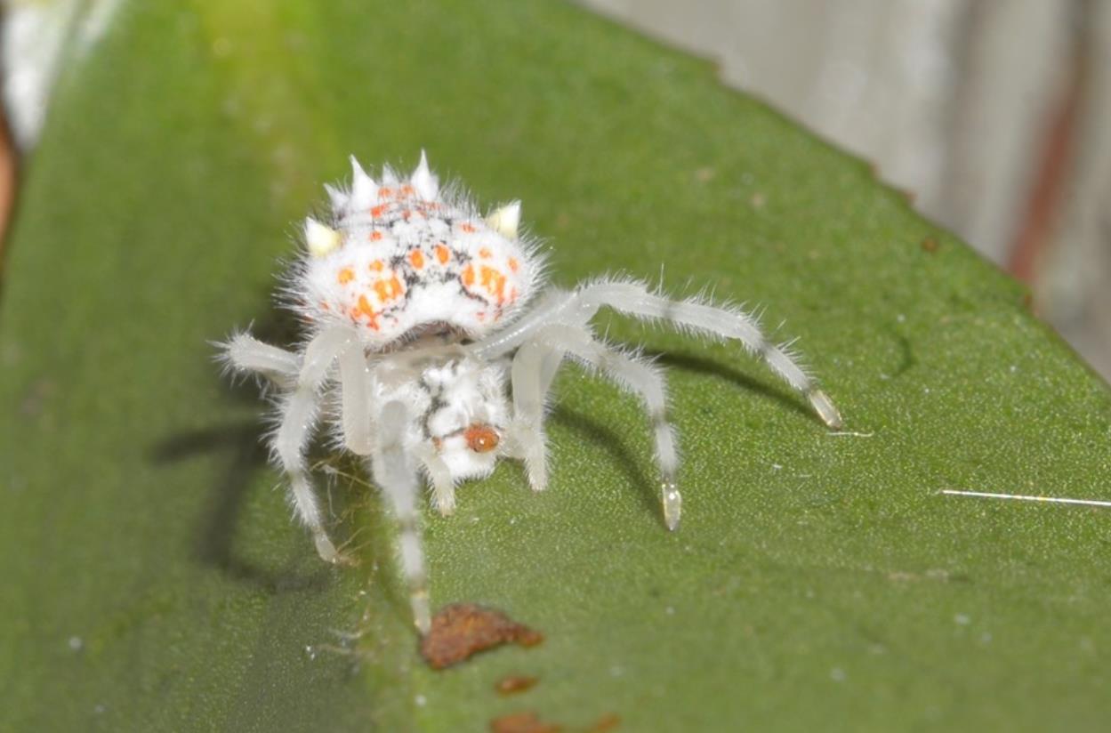 Magnificent Spider（Ordgarius magnificus） - Spider Pedia