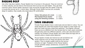 Are mouse spiders poisonous？ - Spider Pedia