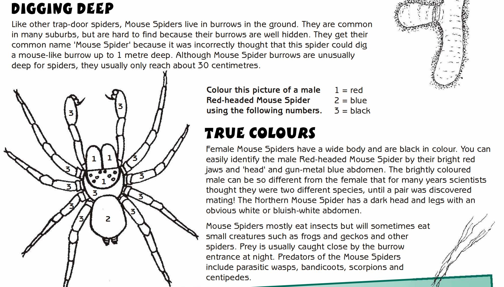 Are mouse spiders poisonous？ - Spider Pedia