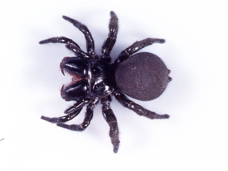are mouse spiders poisonous & dangerous？ - Spider Pedia