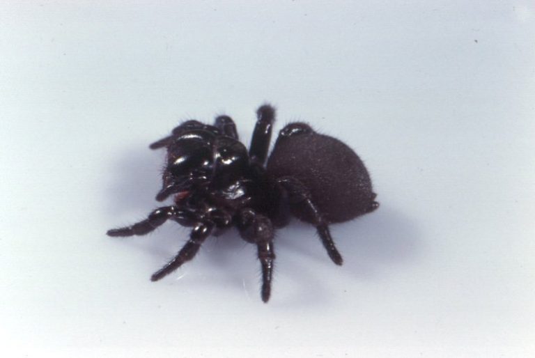 Are mouse spiders poisonous？ - SpiderPedia