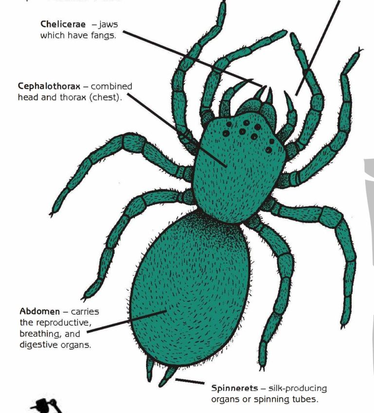 Are mouse spiders poisonous？ - Spider Pedia