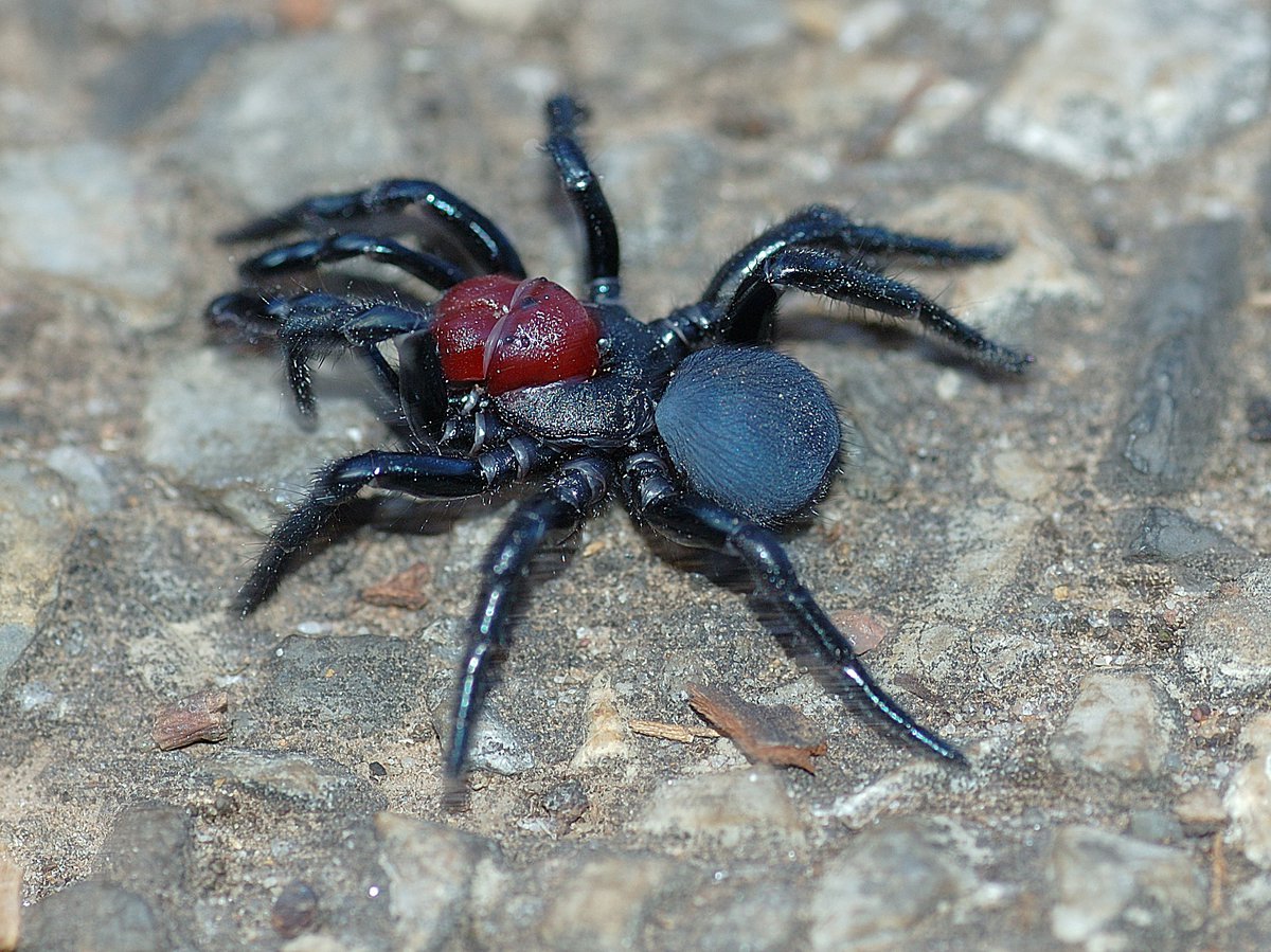 Are mouse spiders poisonous？ - Spider Pedia