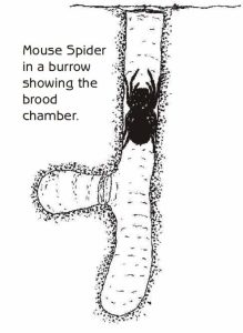 Are mouse spiders poisonous？ - Spider Pedia