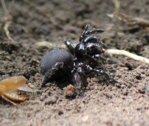 are mouse spiders poisonous & dangerous？ - Spider Pedia